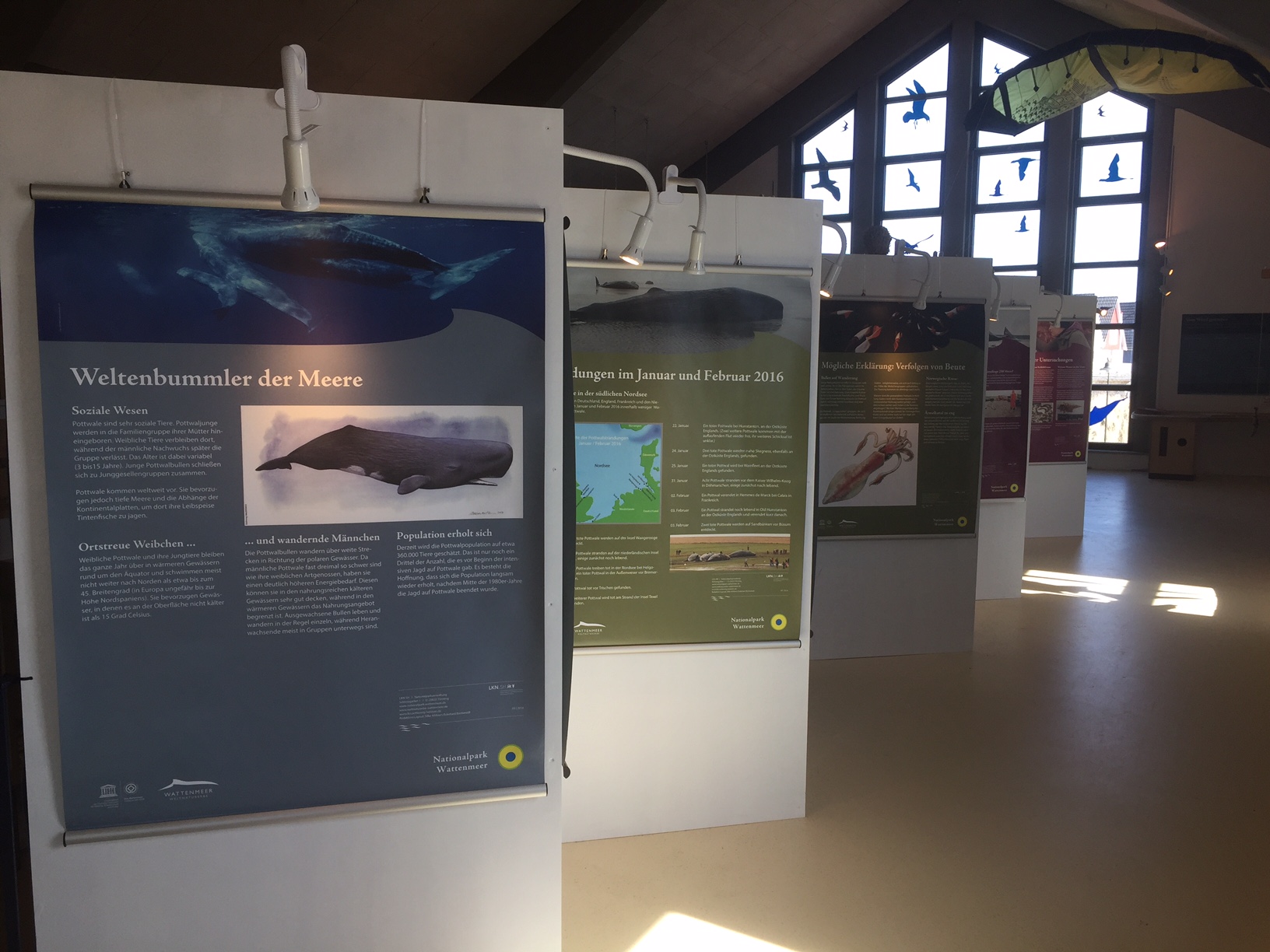 Pottwal-Sonderausstellung in der „Arche Wattenmeer“ auf Sylt ...